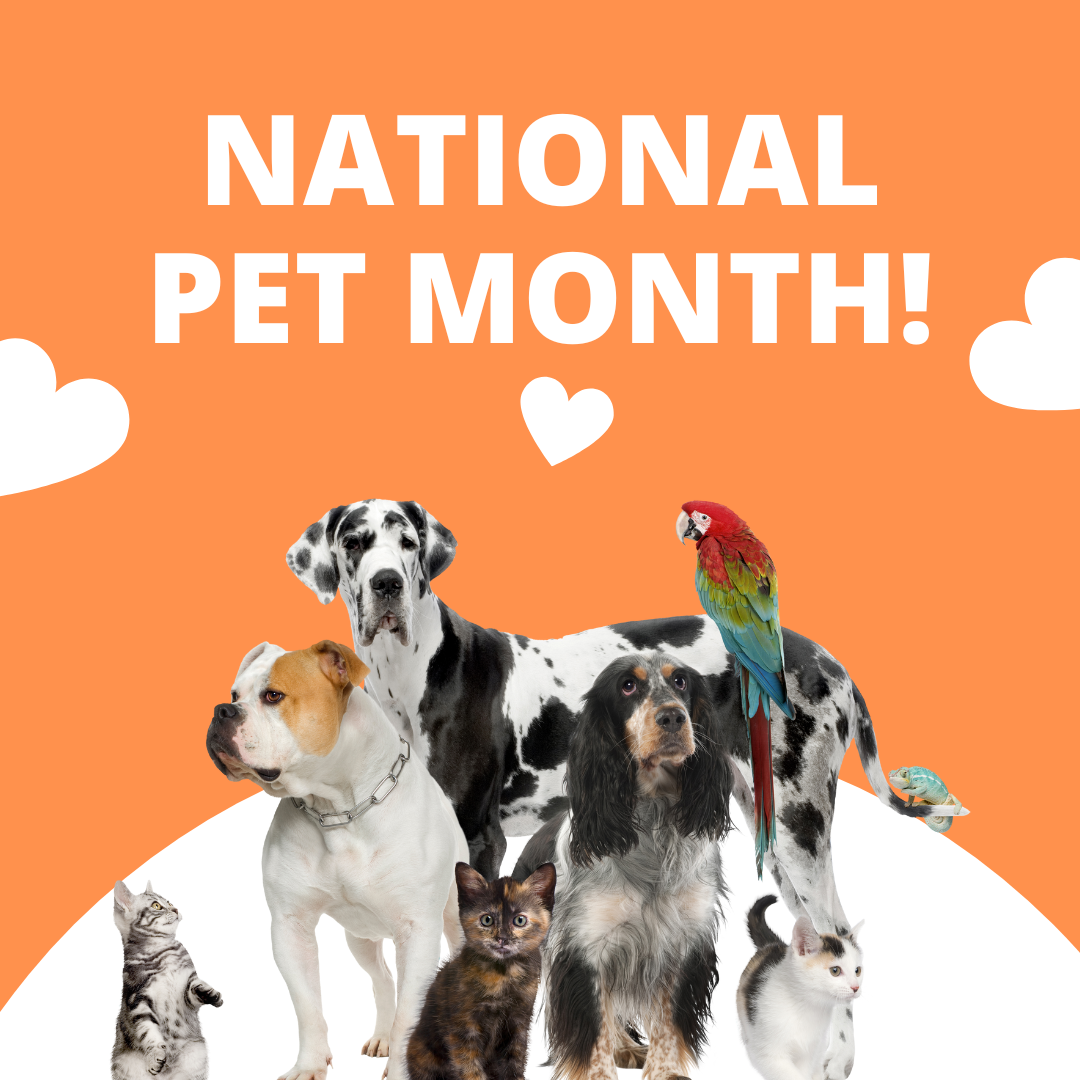 Celebrating National Pet Month with Canine Life Co: Enhancing Your Dog ...