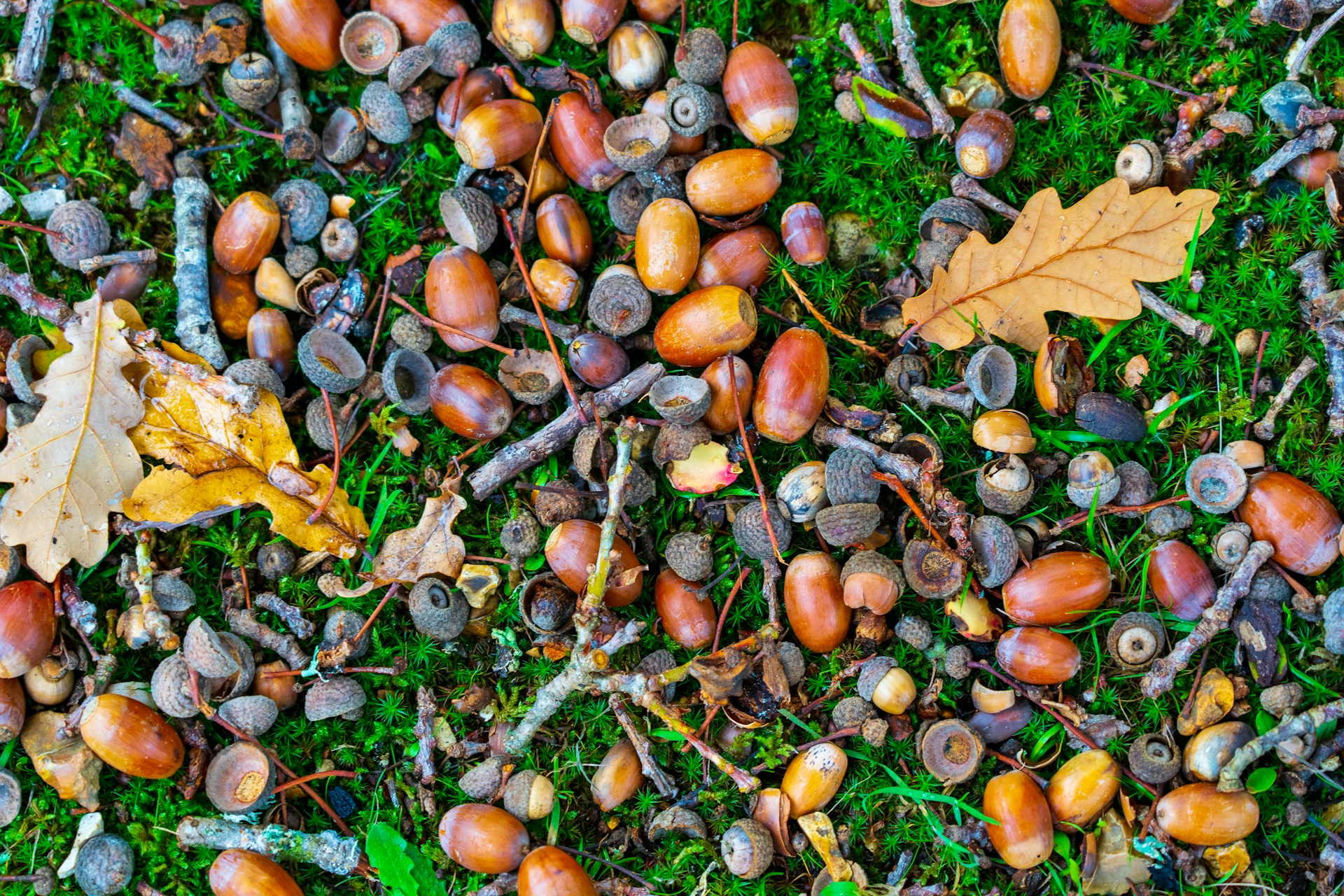Are acorns poisonous to dogs? - Canine Life Co.