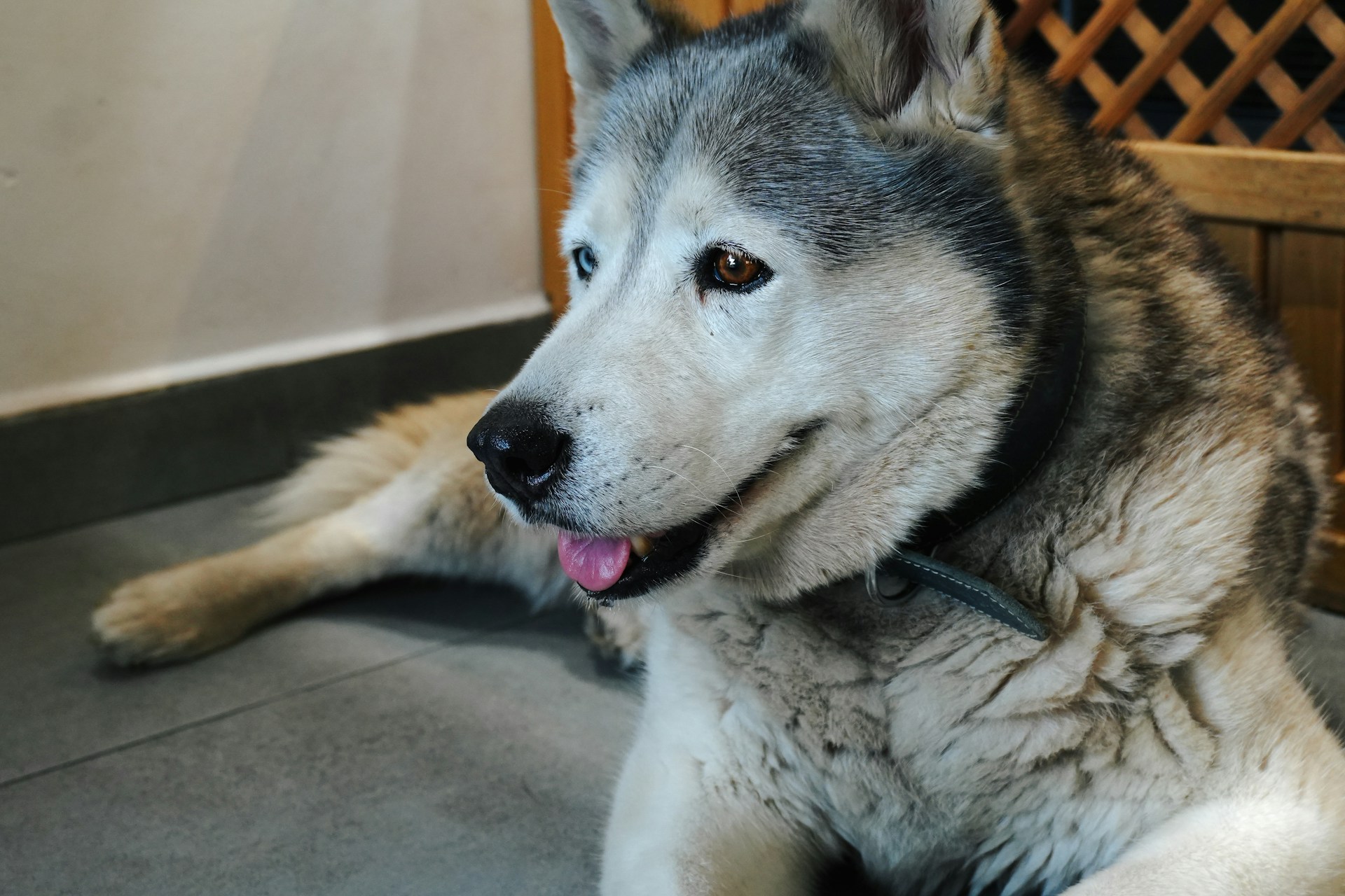 Ringworm in Dogs - Canine Life Co.